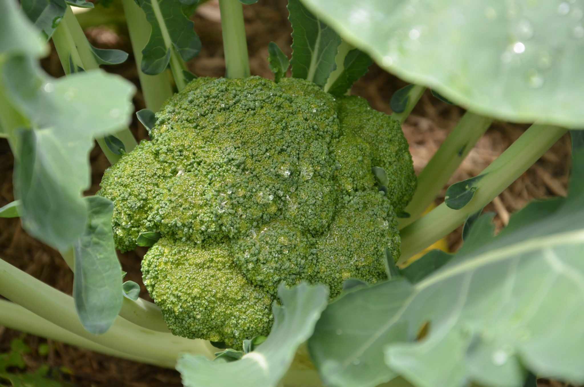 Why I love Broccoli and a recipe to temp the non-believers. - My ...