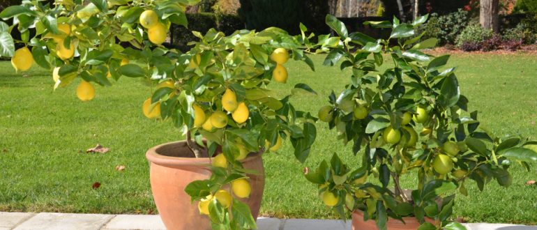 citrus in pots » My Productive Backyard » Learn to Grow your Own Food ...