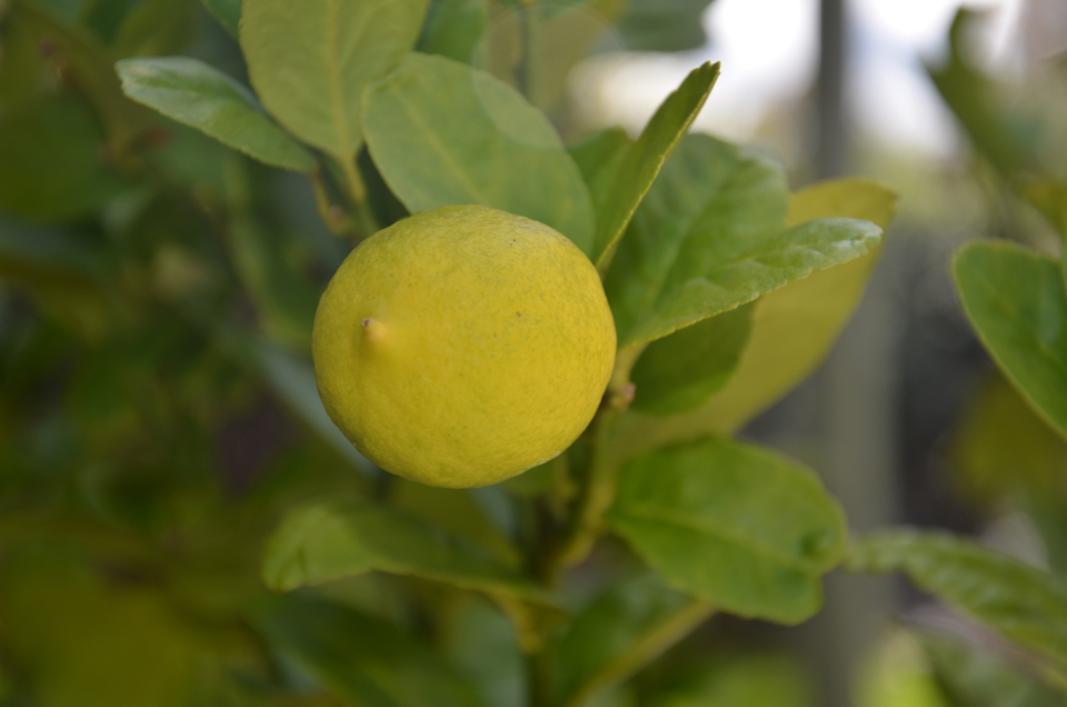 HOW TO MAINTAIN YOUR POTTED CITRUS - My Productive Backyard