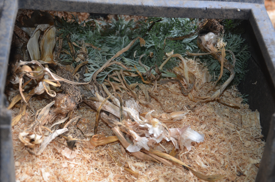 Having a happy, healthy flock of backyard chooks - Preventative ...