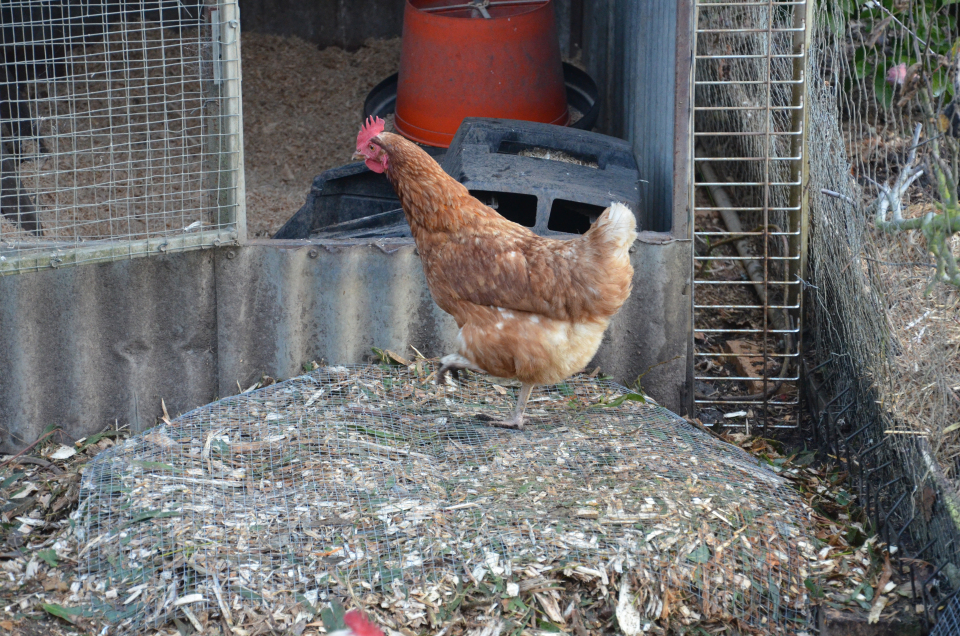 Building a chook house door mat to ensure clean eggs. - My Productive ...