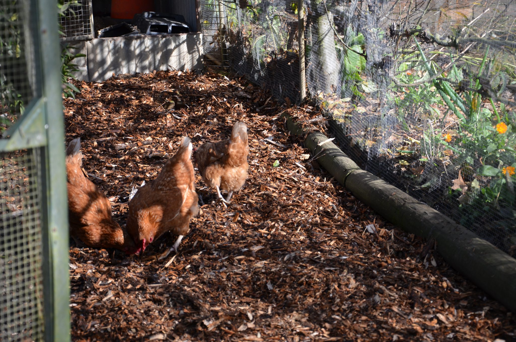 Keeping your chicken dry in severe rain events. - My Productive Backyard