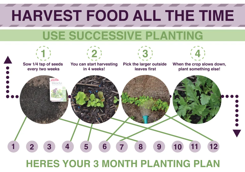 Successive Planting. - My Productive Backyard