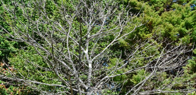 my productive backyard » My Productive Backyard » Learn to Grow your ...