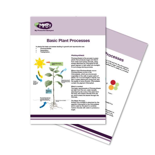 PLANTS Module 2 - My Productive Backyard