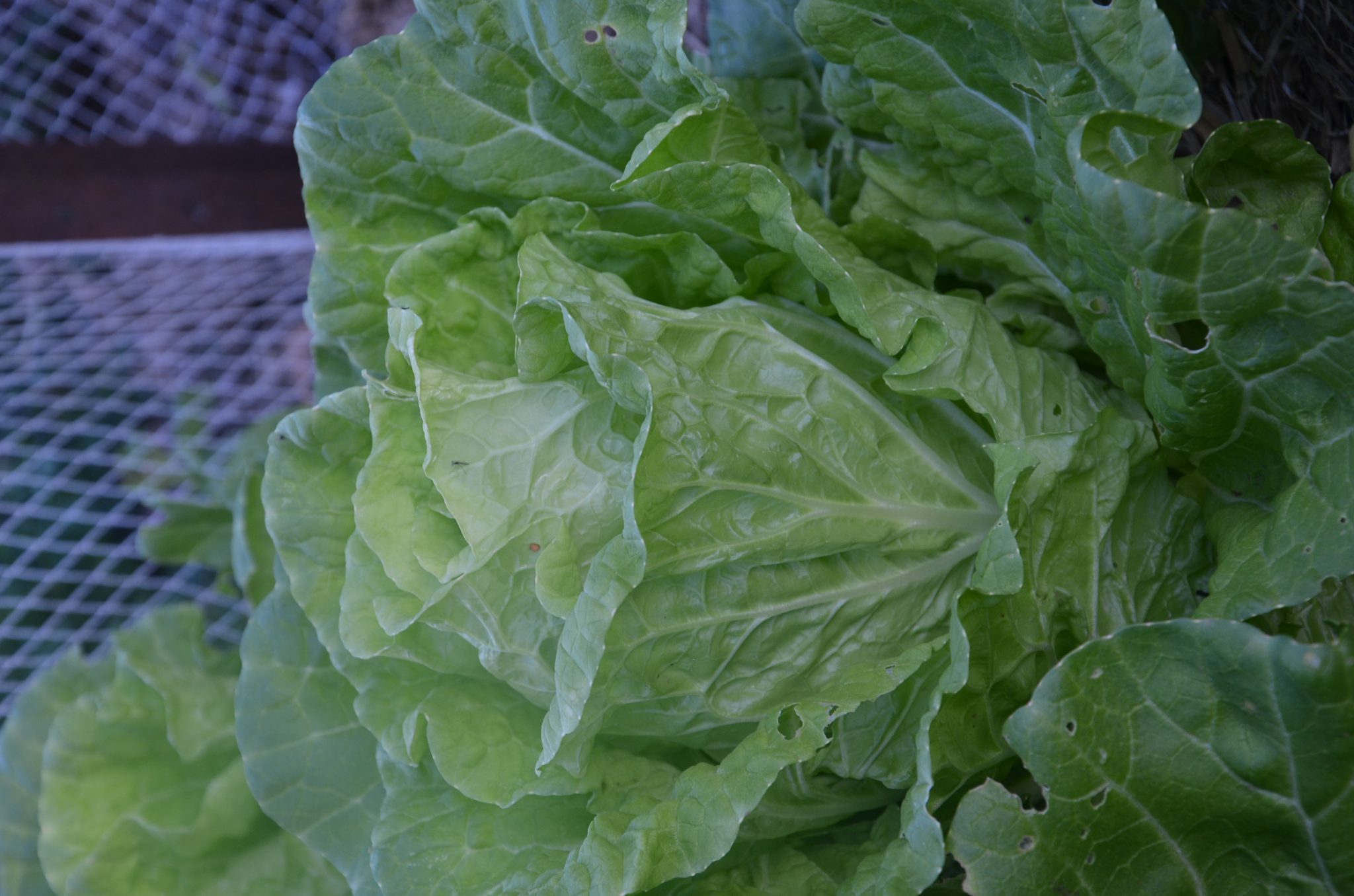 Wonderful Wombok. - My Productive Backyard