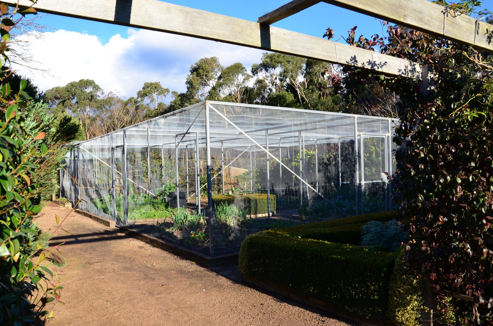 How I am using the vertical space created by my vegetable garden ...