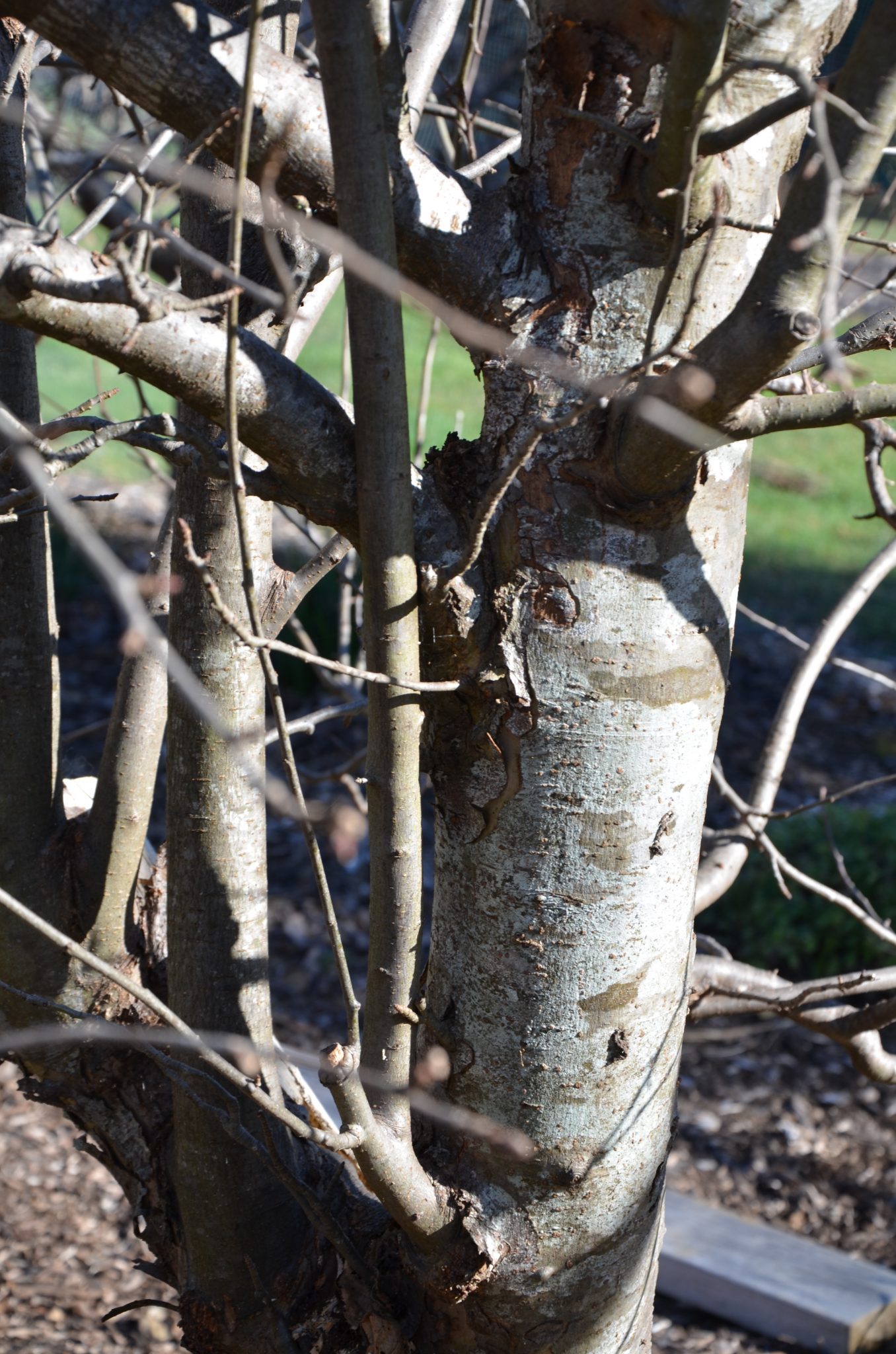 Pruning Fruiting Trees - My Productive Backyard
