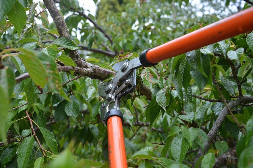 Pruning: Equipment needed. - My Productive Backyard